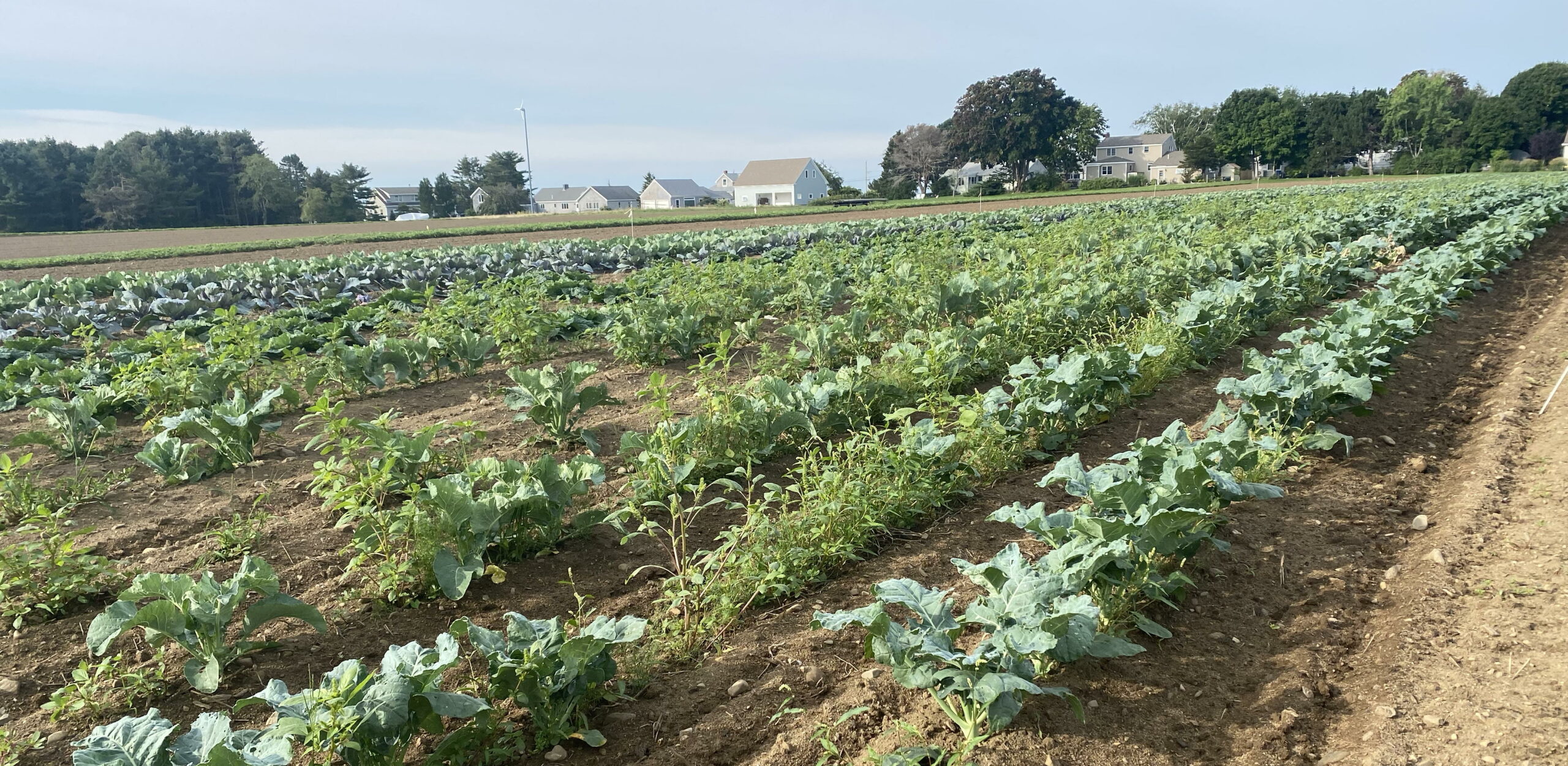 About - Cape Farm Alliance